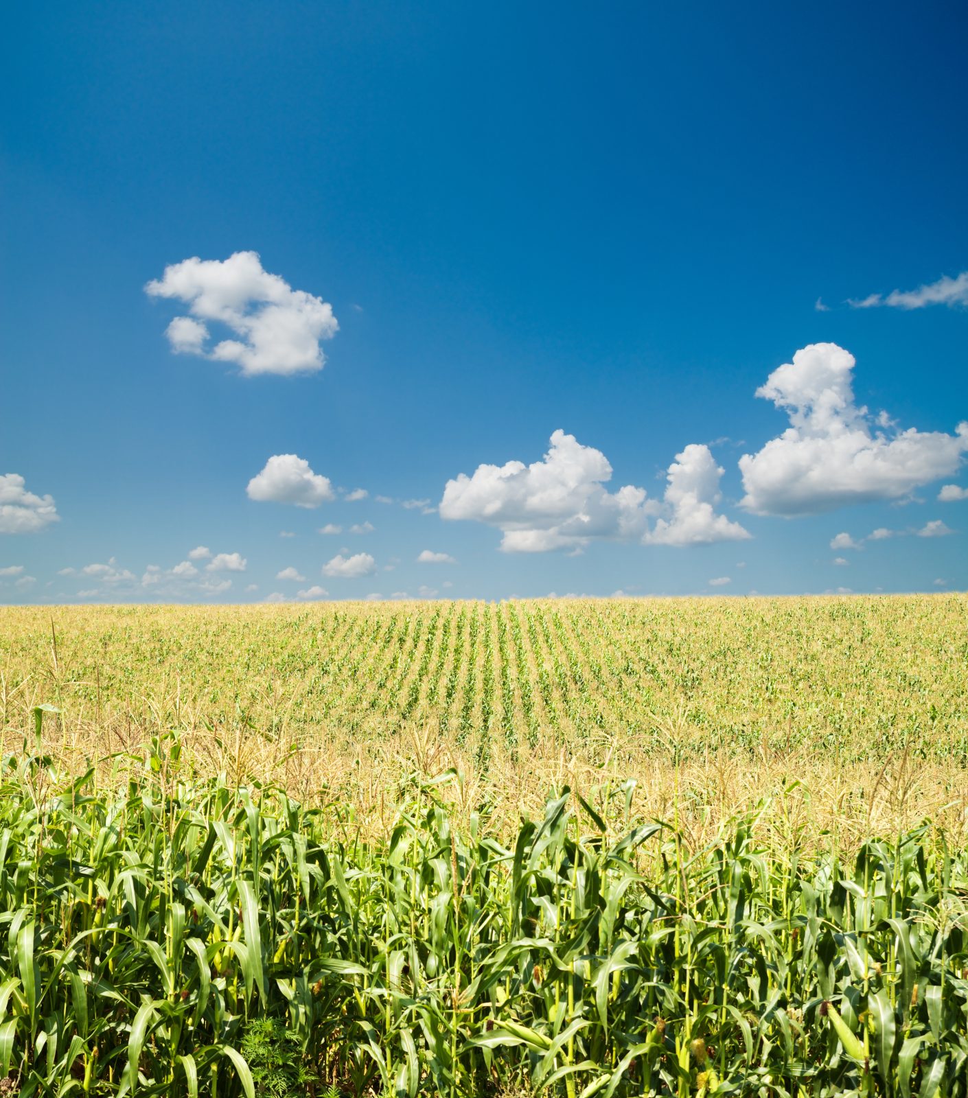 47. Alternative protein crops, an overview - Society of Agriculture