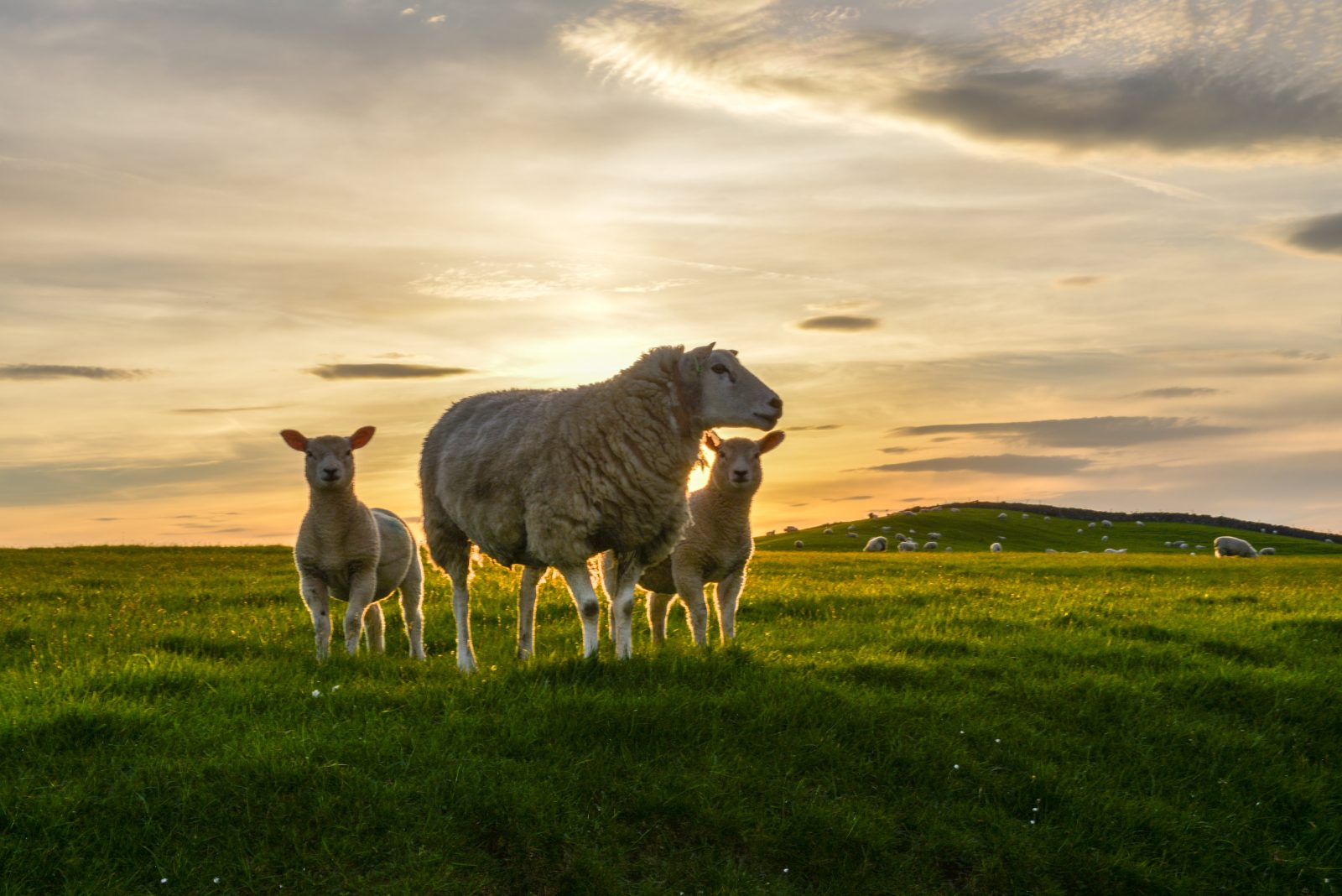 12. How do native and commercial sheep breeds compare when grazing on ...