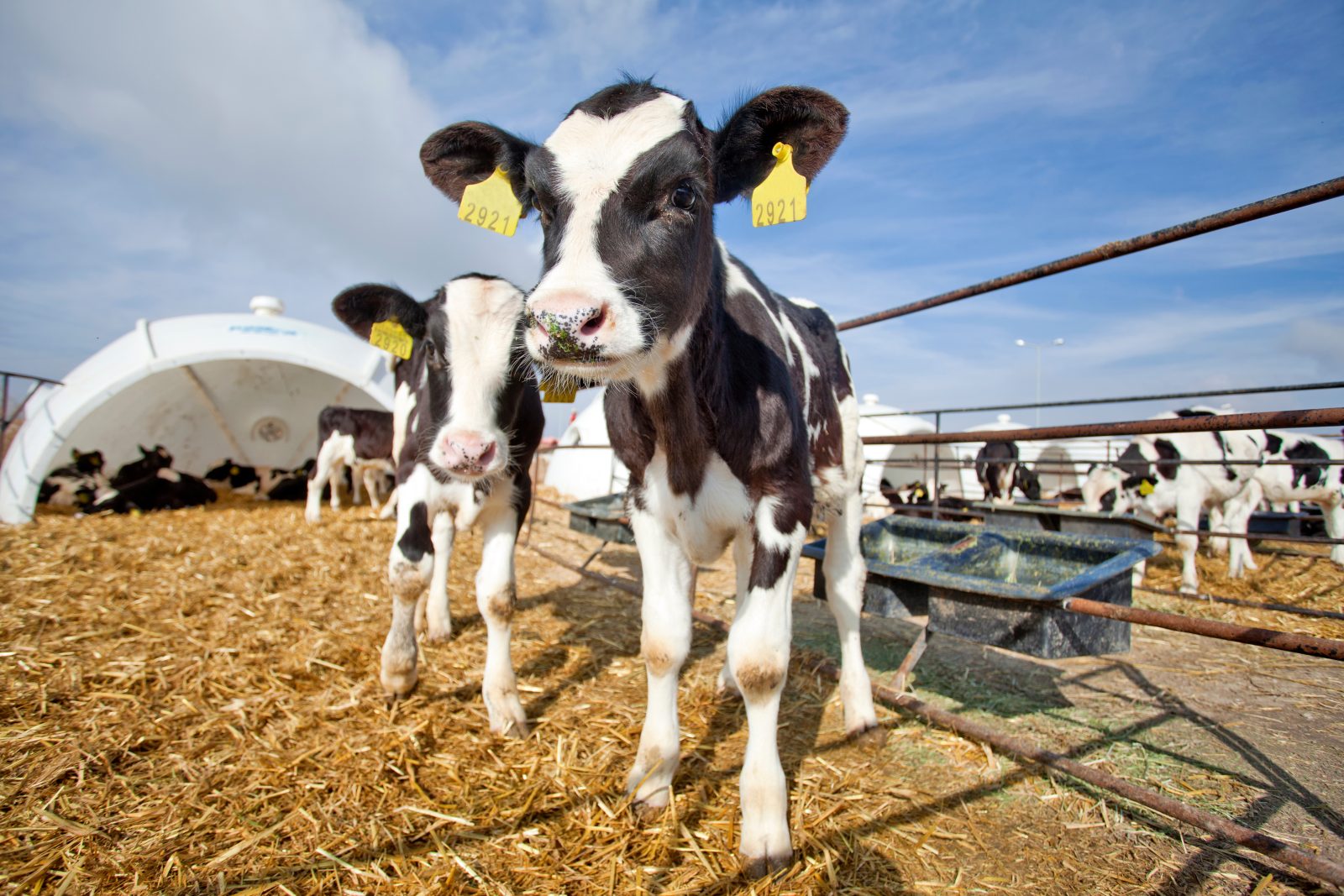 19. Assessment of lasting pain following castration in 2-week-old ...