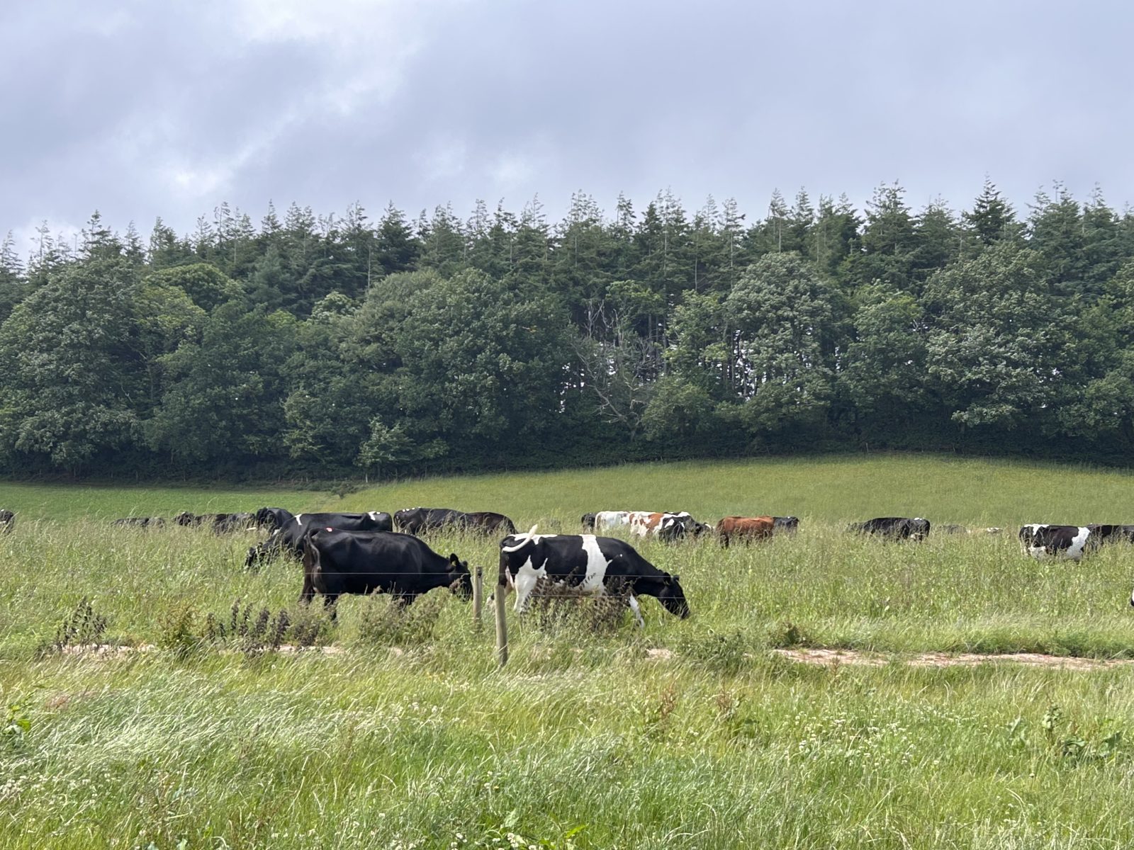 15. RSPCA unveils new standards to ‘give cows more time at pasture ...