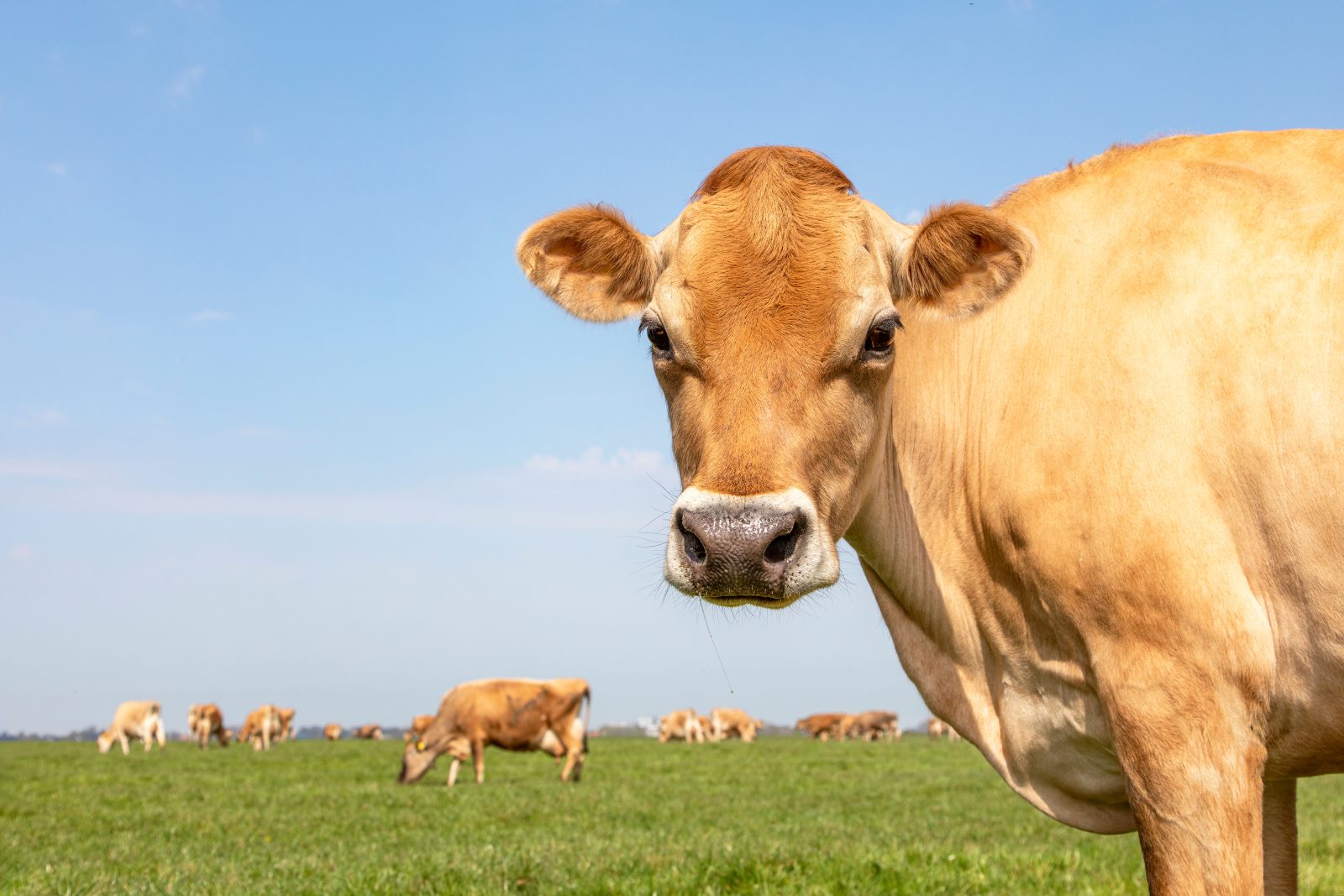 Dairy: Key takeaways from the 2026 Eucolait General Assembly ...